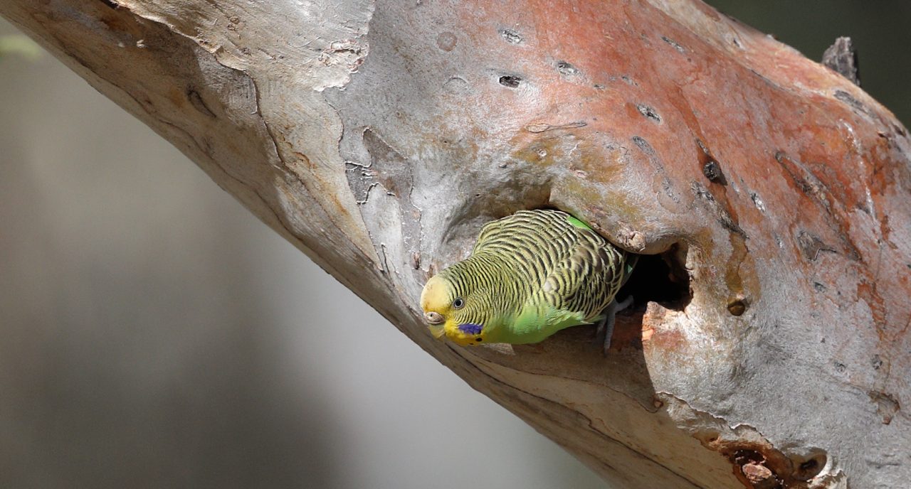 Outback Queensland Birdwatching Tour - Great Northern Tours