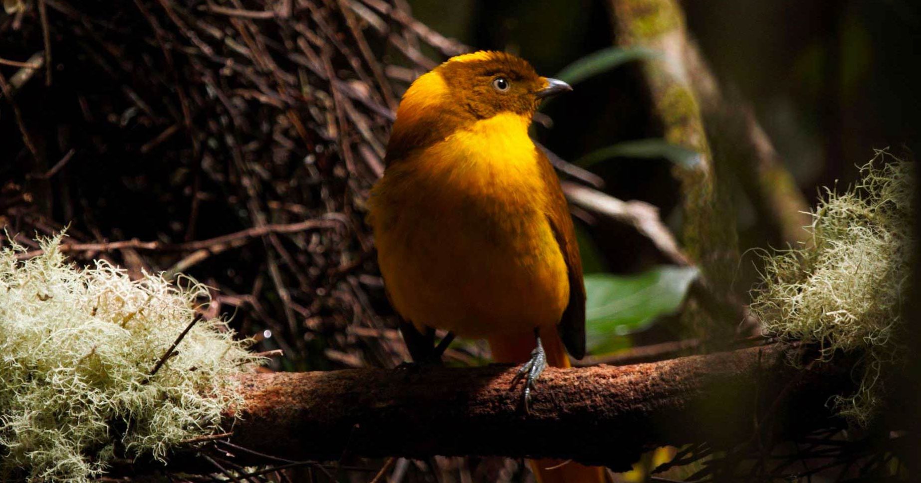 Birdwatching Trip Planning with Great Northern Birdwatching Tours