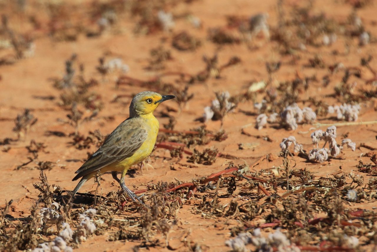 Outback Queensland Birdwatching Tour - Great Northern Tours