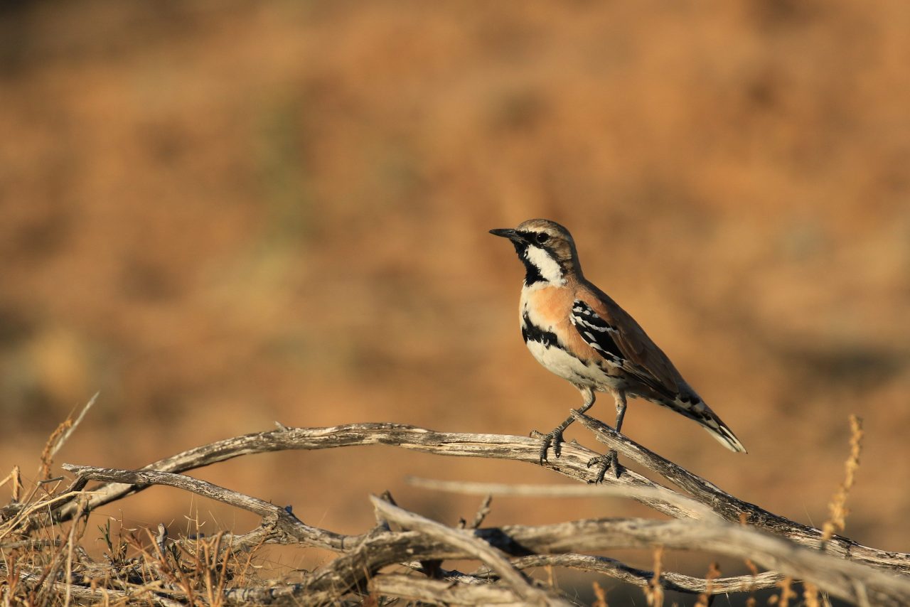 Outback Queensland Birdwatching Tour - Great Northern Tours